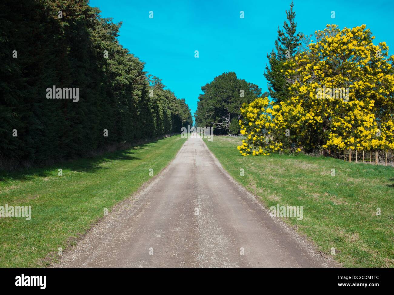 New Zealand Countryside, iconic kiwi scenes: the Spring blossoms of ...