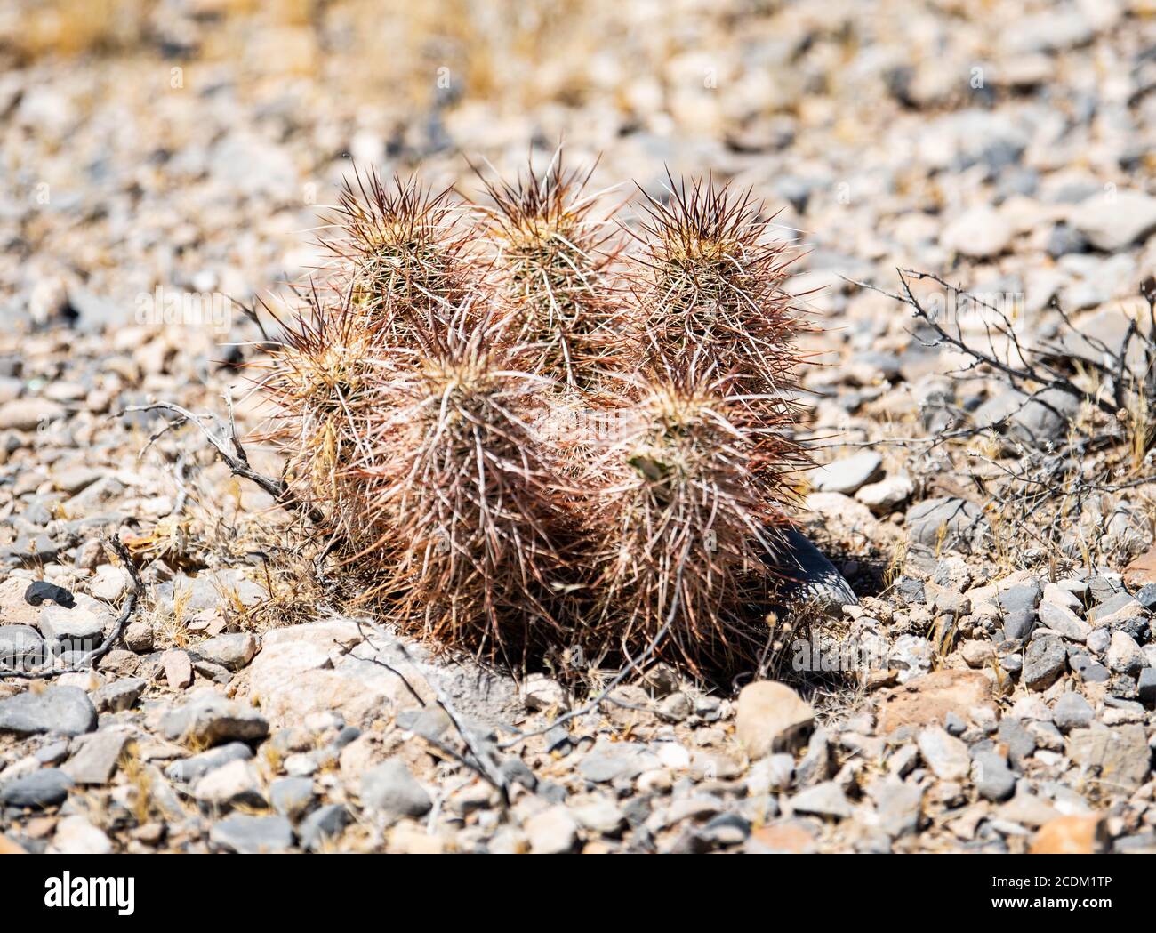 cactus in Nevada Stock Photo - Alamy