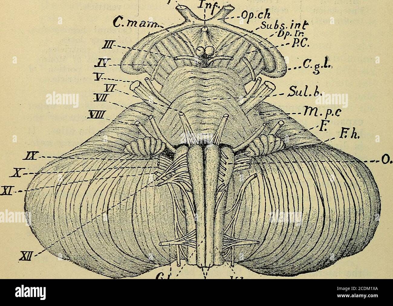 . Handbook of anatomy; being a complete compend of anatomy, including ...