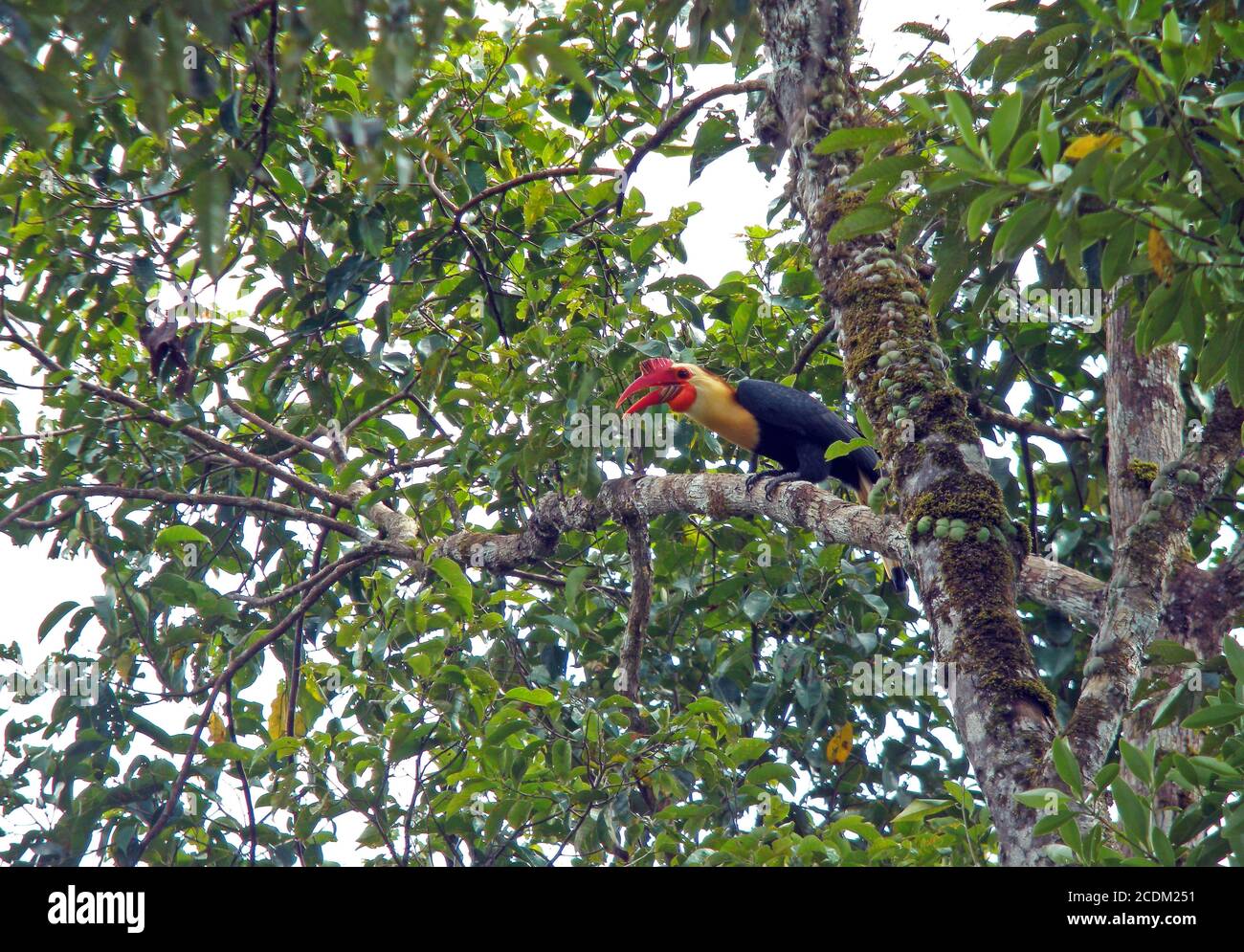 Animals in mindanao hi-res stock photography and images - Alamy