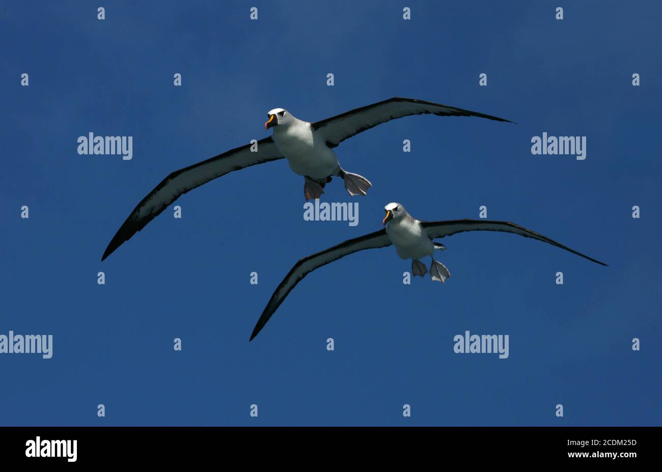 Atlantic yellow-nosed albatross (Thalassarche chlororhynchos), Two ...