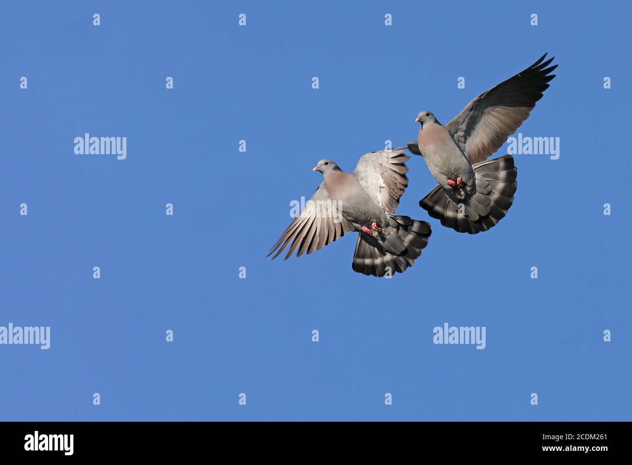 Aggressive animals hi-res stock photography and images - Alamy