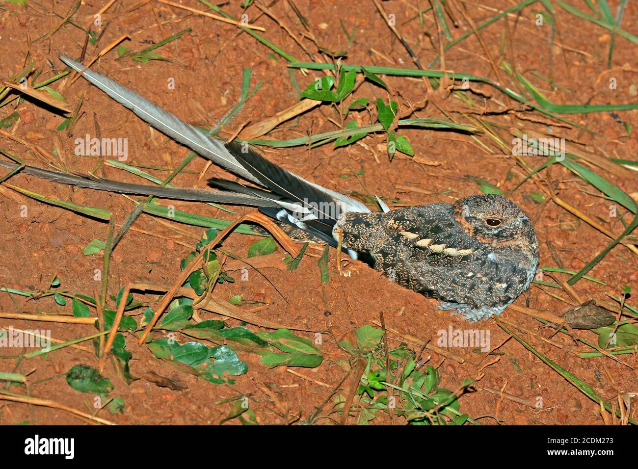 Pennant Winged Nightjar