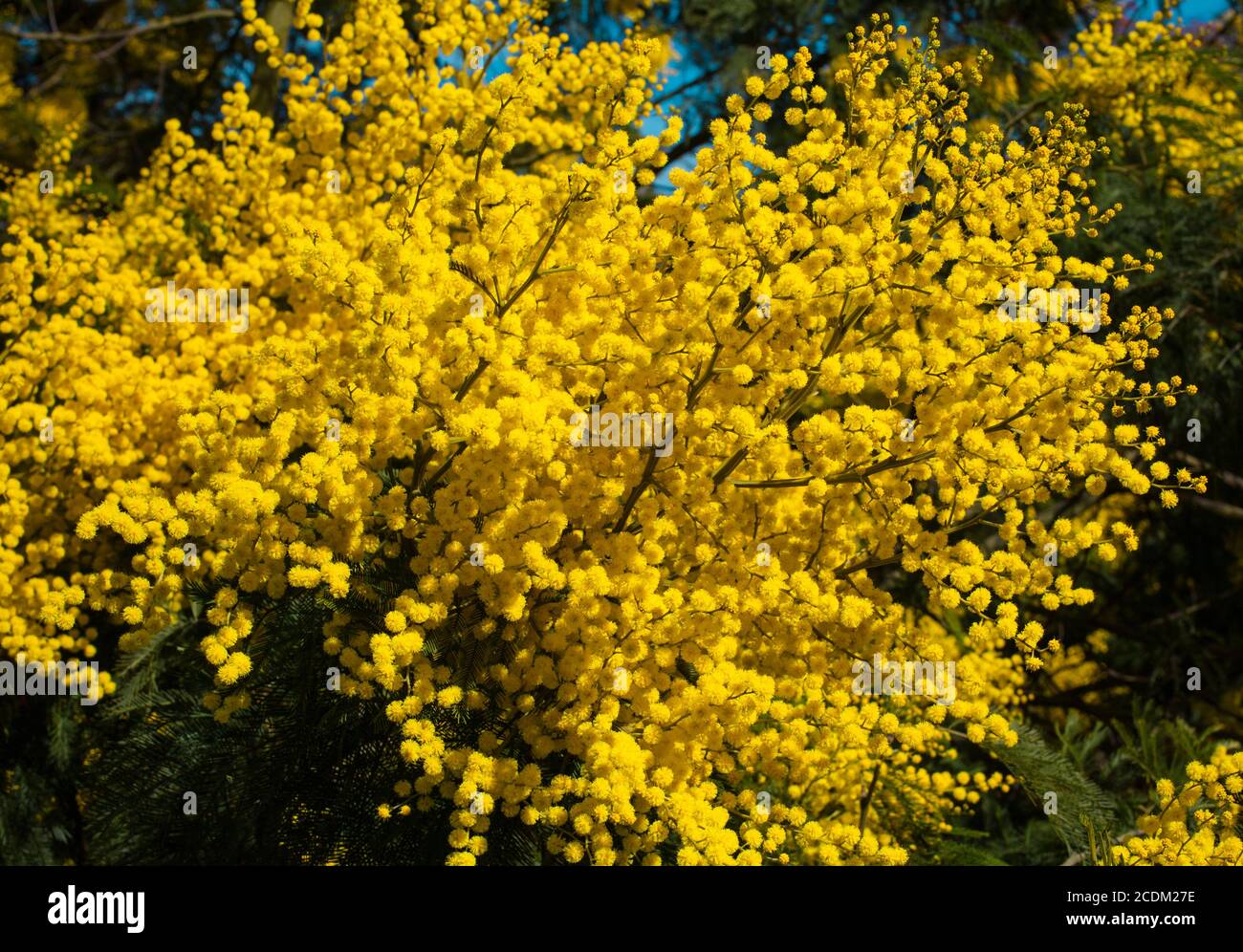 New Zealand Countryside, iconic kiwi scenes: the Spring blossoms of ...