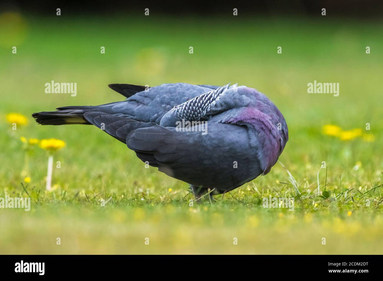 Preening pigeon hi-res stock photography and images - Alamy