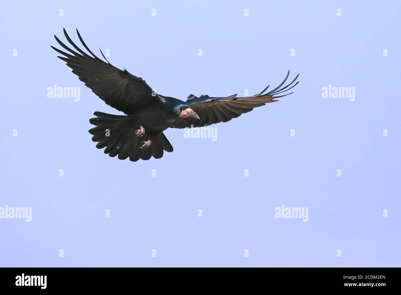 Rook flies hi-res stock photography and images - Alamy
