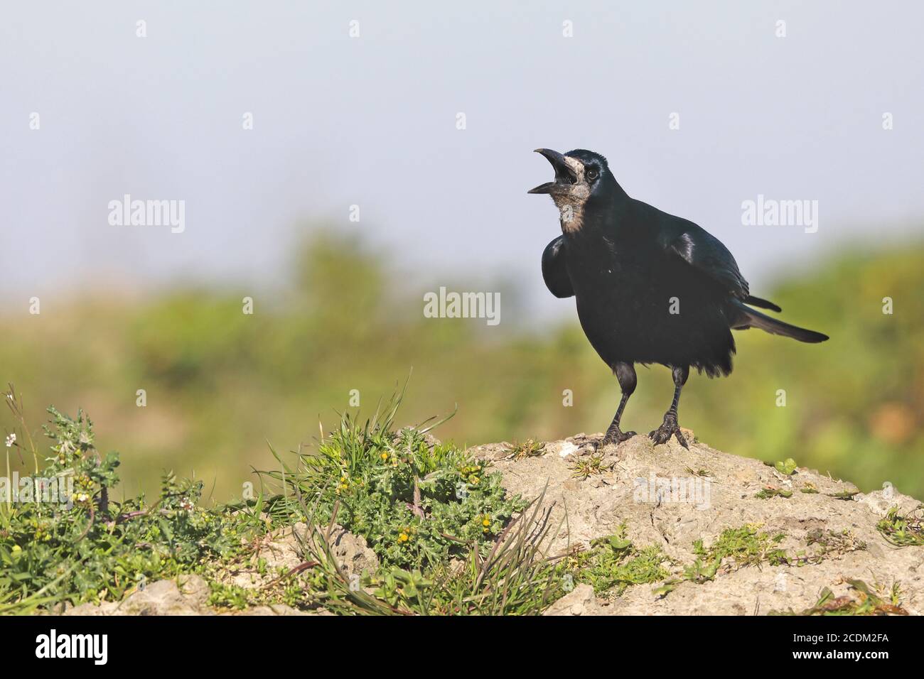 Rook with open beak hi-res stock photography and images - Alamy