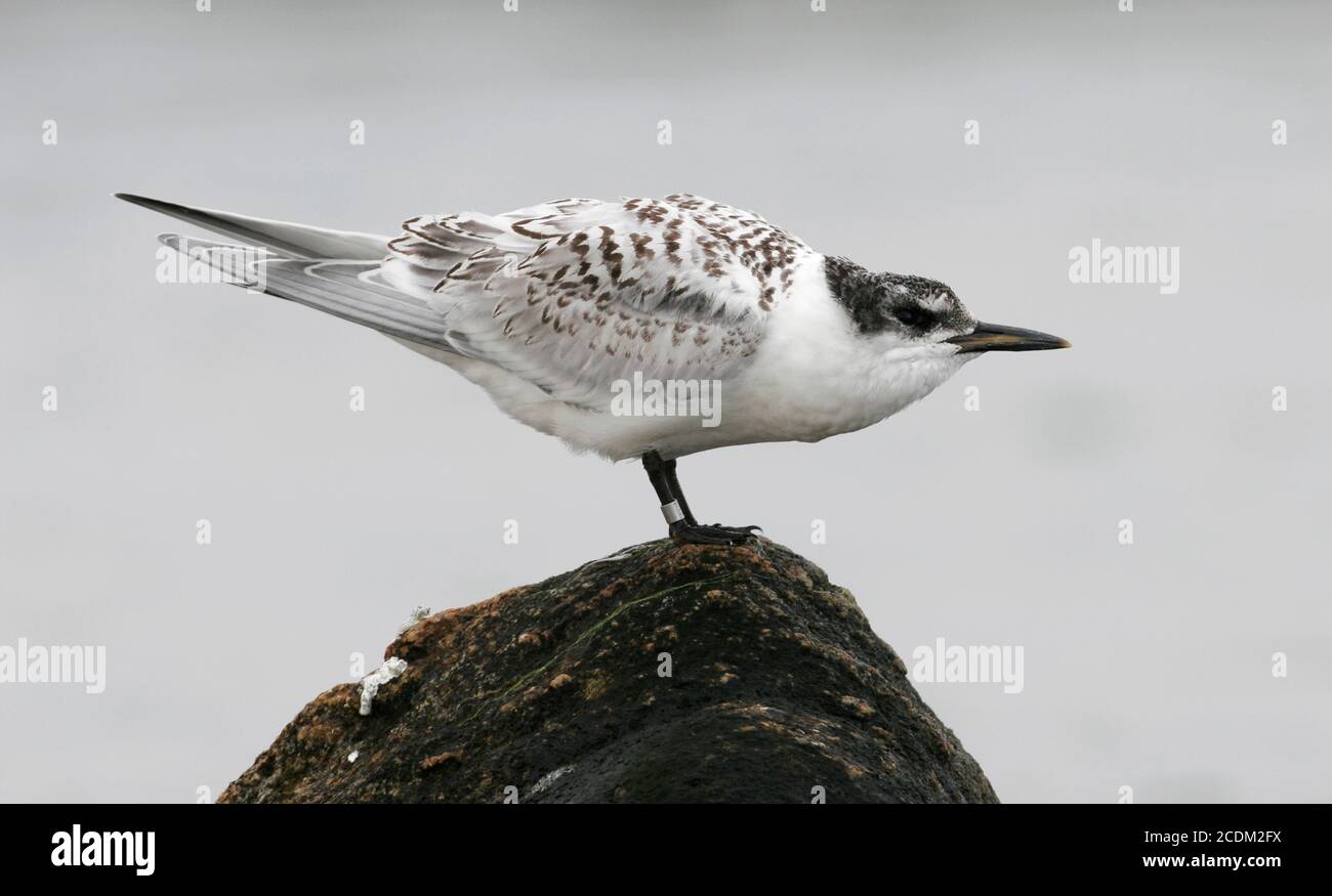 sandwich tern (Sterna sandvicensis, Thalasseus sandvicensis), beringed ...