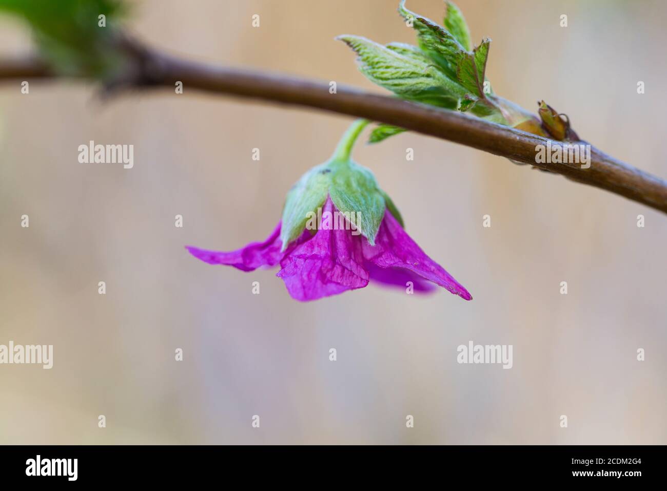 salmon raspberry, salmonberry (Rubus spectabilis), flower, Netherlands ...