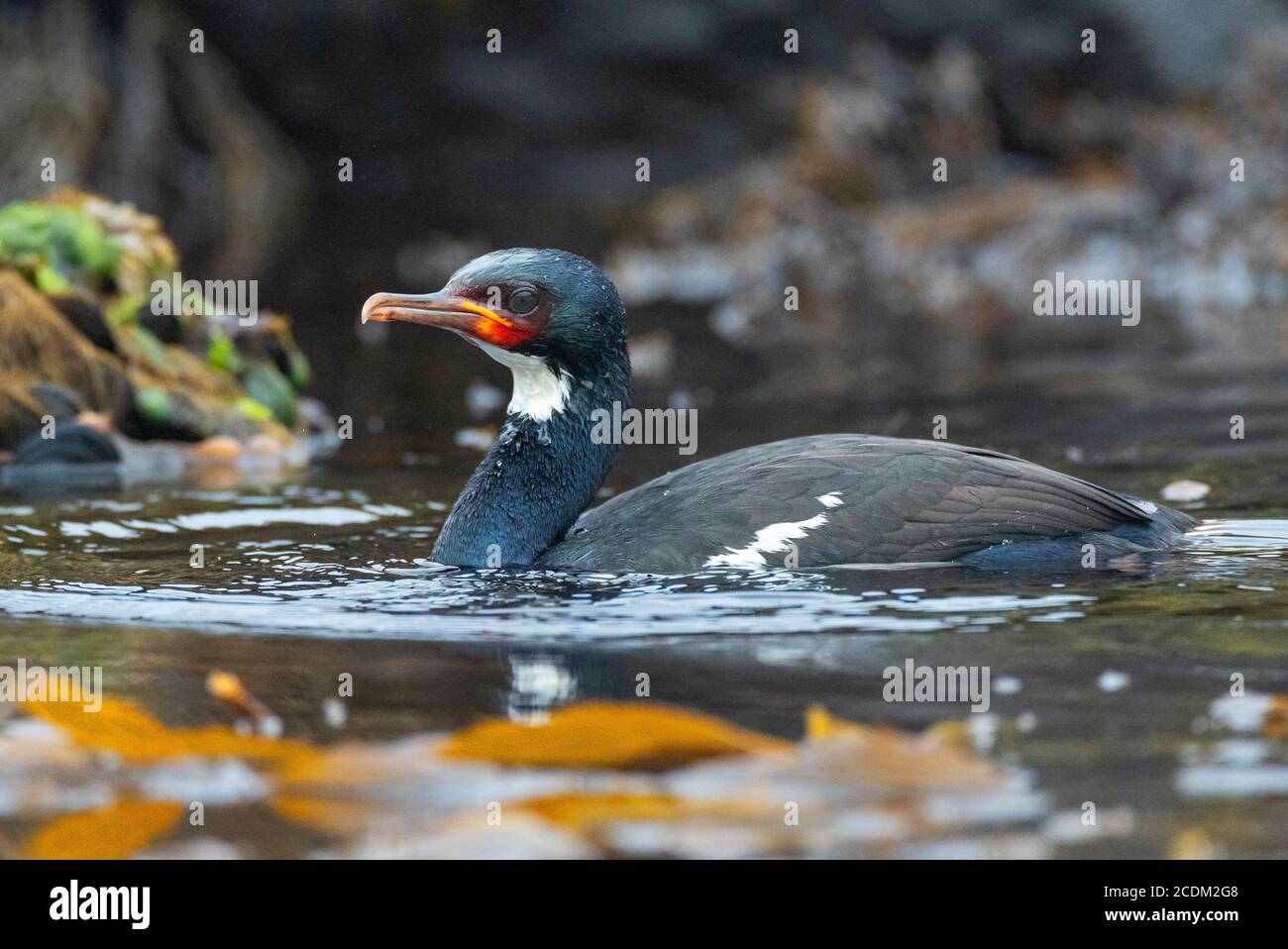 Campbell shag (Phalacrocorax campbelli, Leucocarbo campbelli), swimming ...