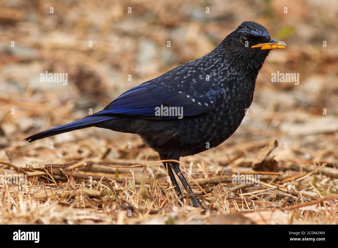 Himalayan blue whistling thrush, Blue Whistling Thrush (Myophonus ...