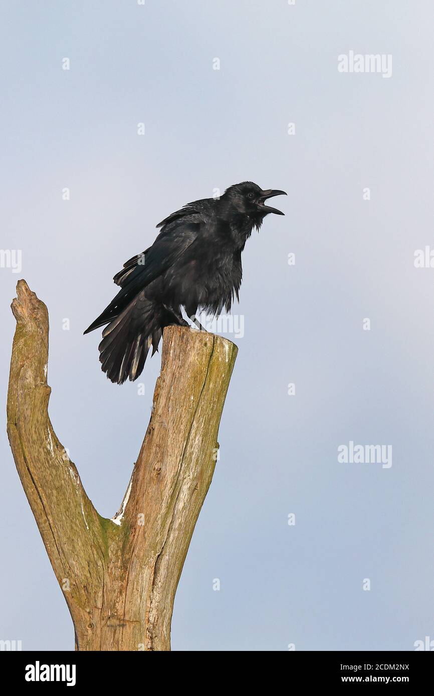 Dead crow hi-res stock photography and images - Alamy