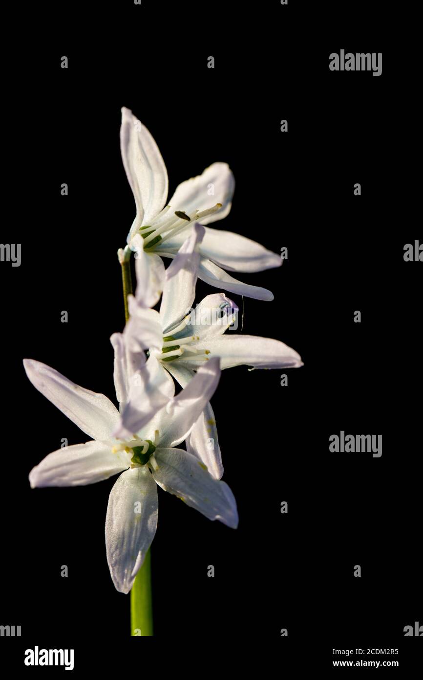 White Squill Scilla High Resolution Stock Photography and Images - Alamy