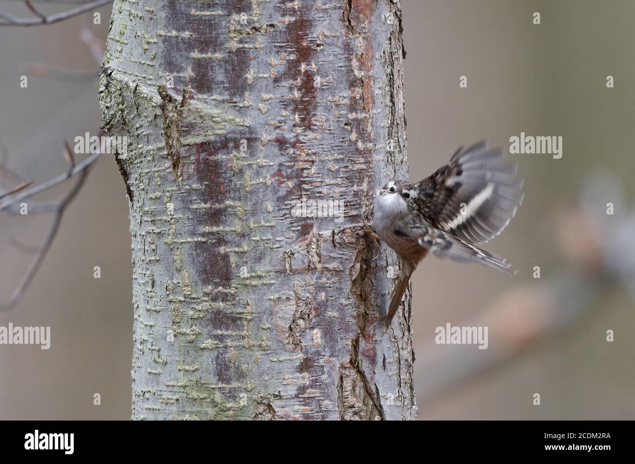 short-toed treecreeper (Certhia brachydactyla), taking off from a tree ...