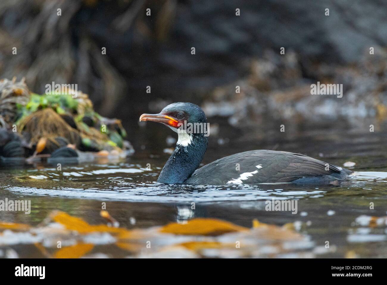 Campbell shag (Phalacrocorax campbelli, Leucocarbo campbelli), swimming ...