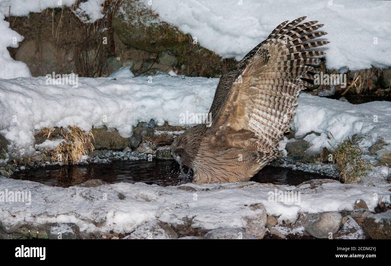 blakistons fish owl (Bubo blakistoni blakistoni, Bubo blakistoni ...