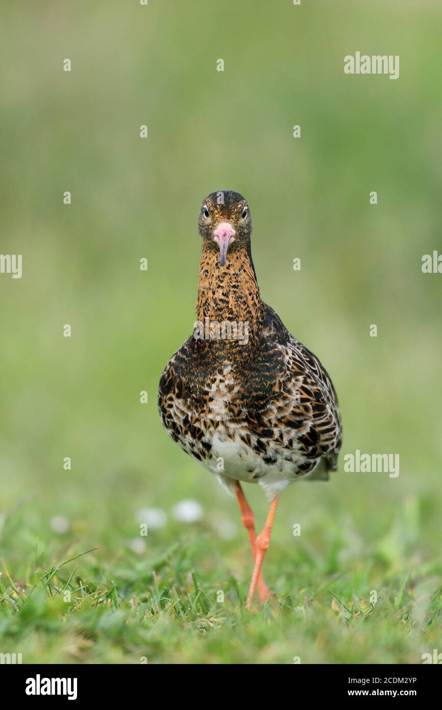 ruff (Philomachus pugnax), male standing in a meadow, front view ...