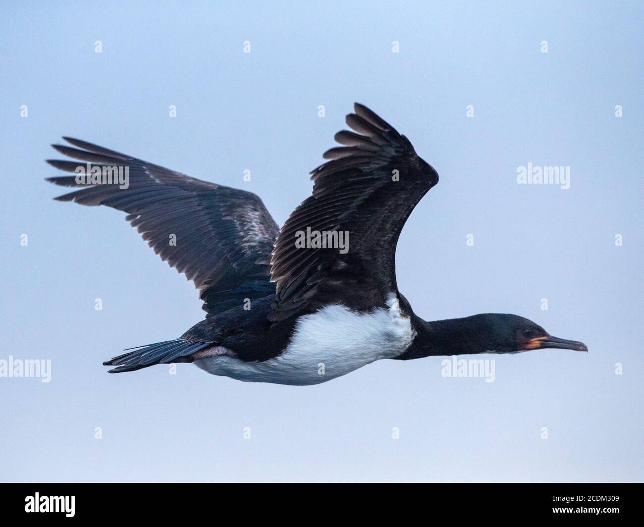 Campbell shag (Phalacrocorax campbelli, Leucocarbo campbelli), subadult ...