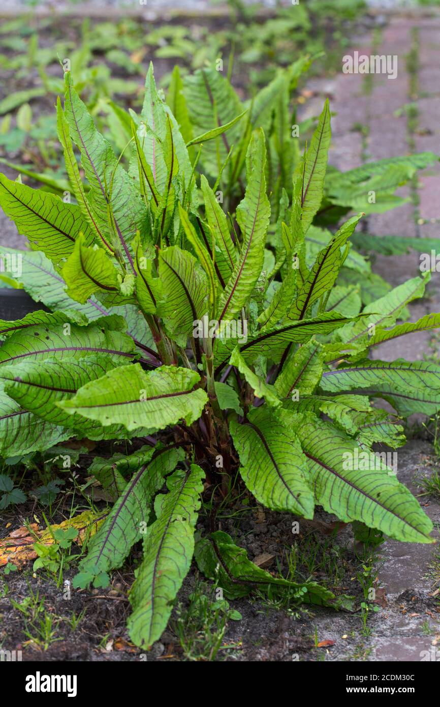 wood dock, red vine dock (Rumex sanguineus), cultivar in garden ...