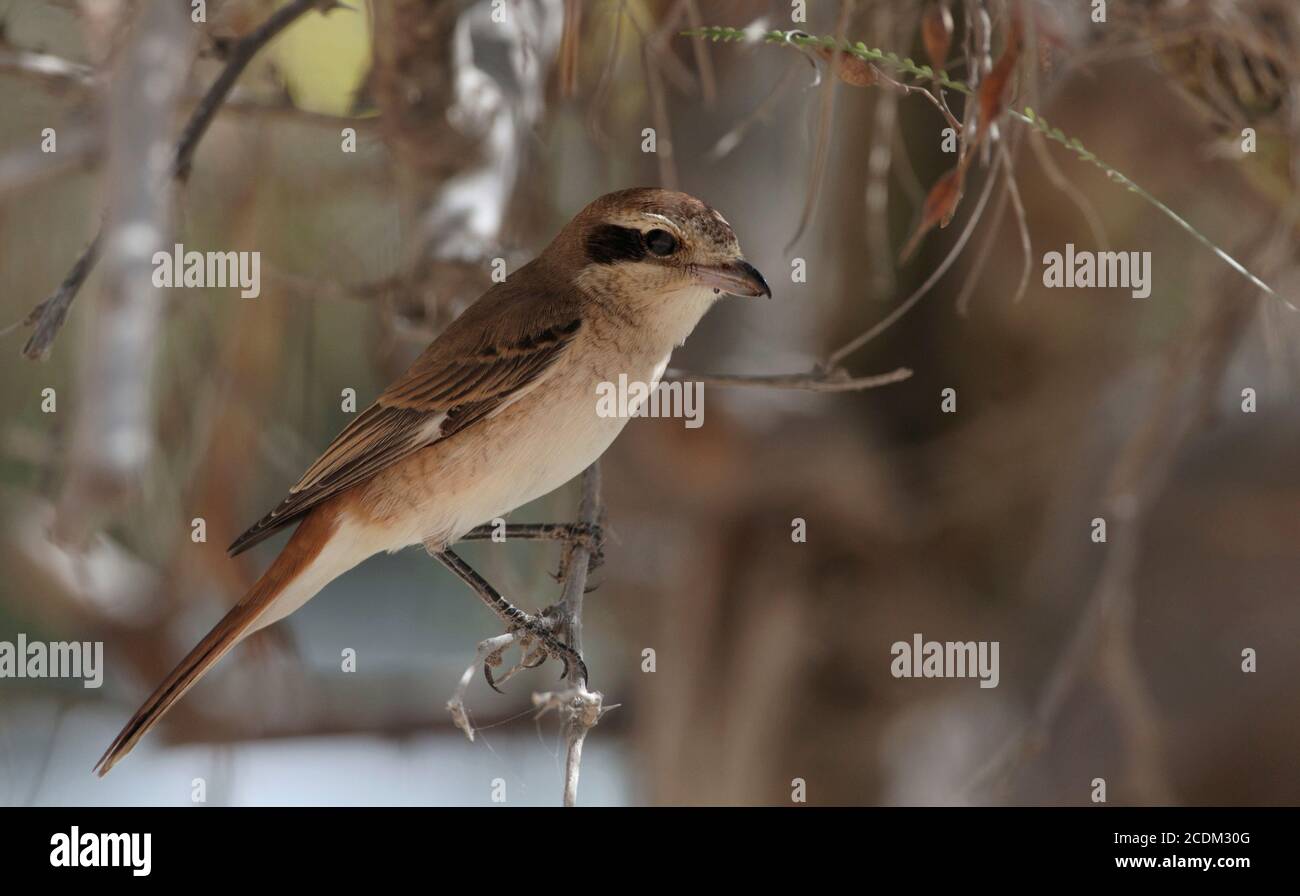 Turkestan Shrike (Lanius isabellinus phoenicuroides, Lanius ...