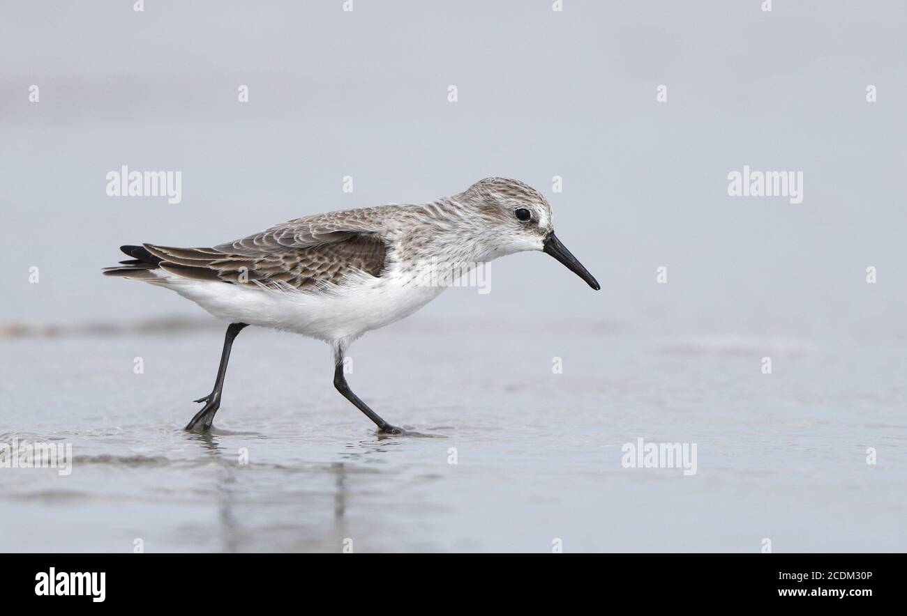 western sandpiper (Calidris mauri), first-winter walking on the beach ...