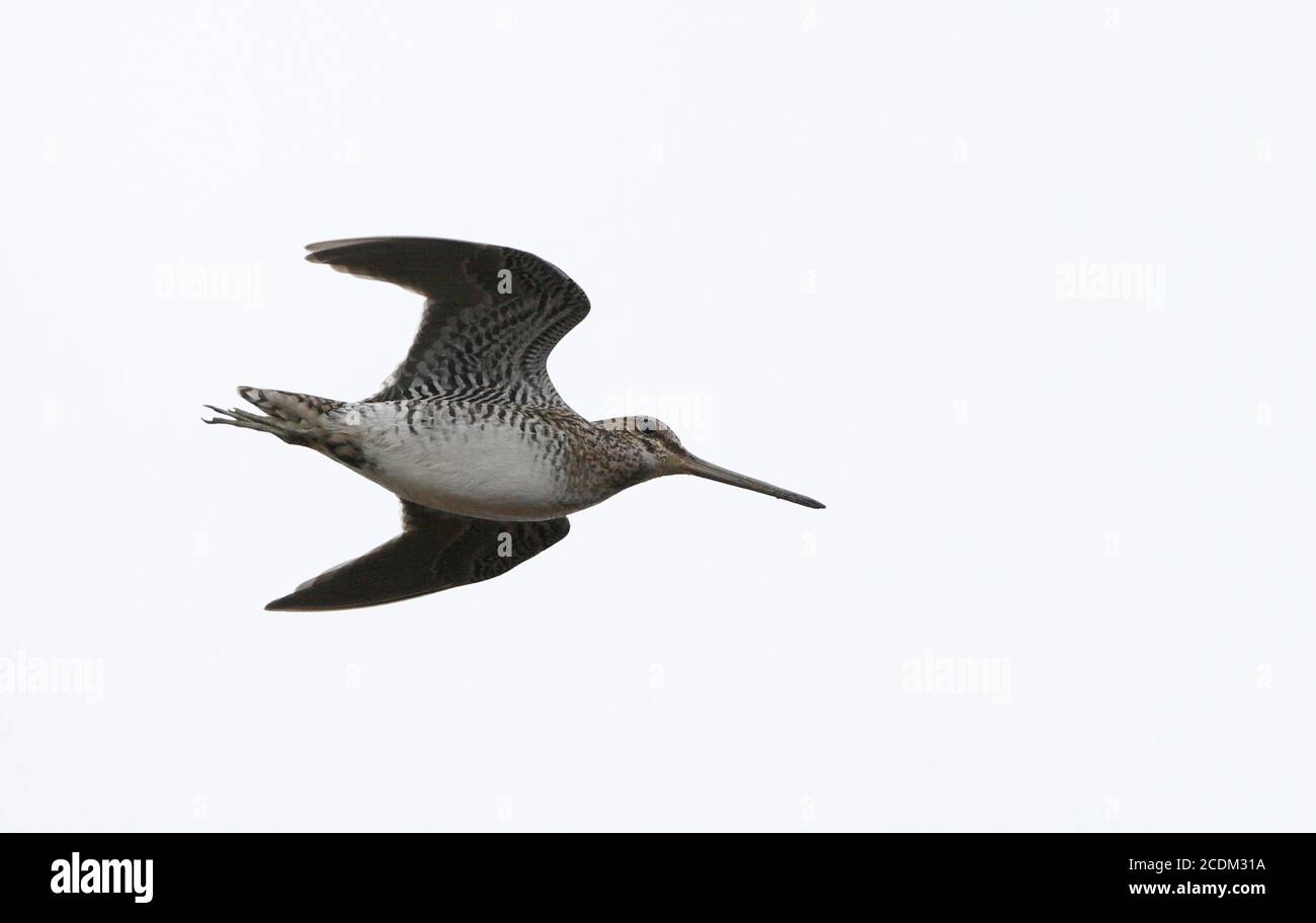 Wilsons Snipe In Flight