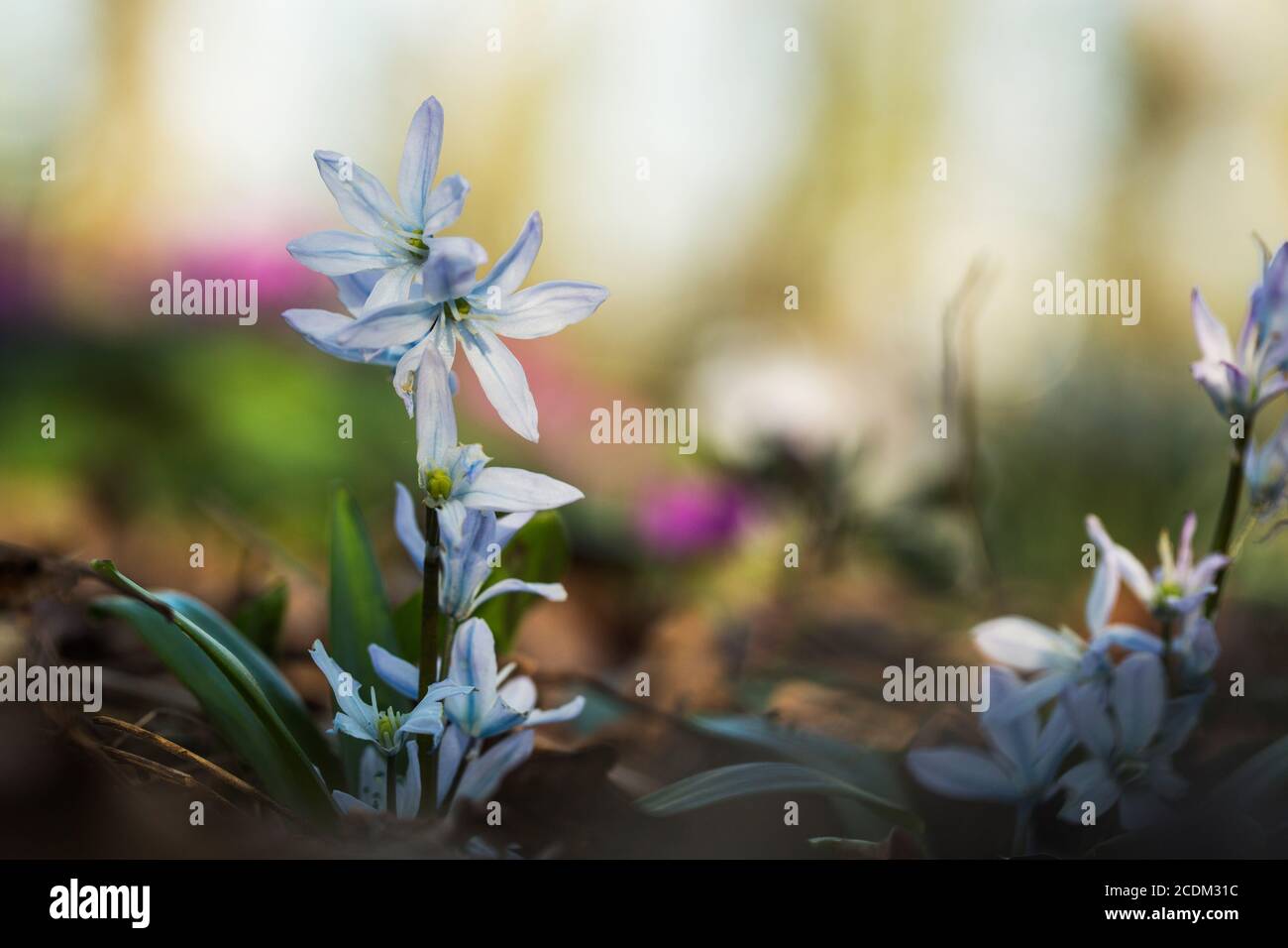 White Squill Scilla High Resolution Stock Photography and Images - Alamy