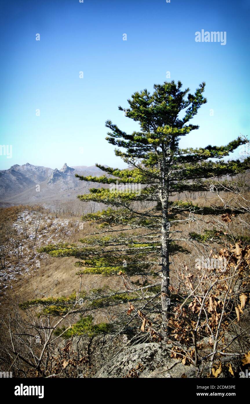 Larch Trees in spring Stock Photo - Alamy
