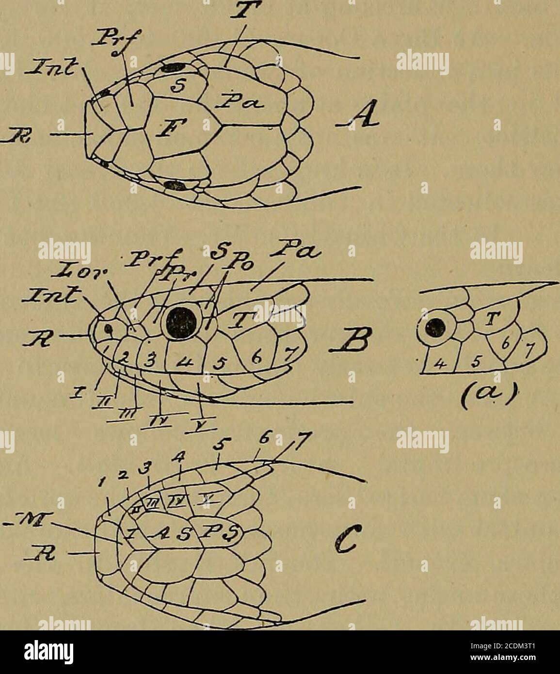 . Journal of the Bombay Natural History Society . • -4waZ.—Entire ...