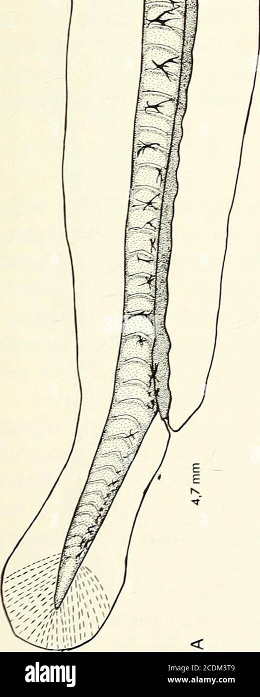 . Annals of the South African Museum = Annale van die Suid-Afrikaanse ...