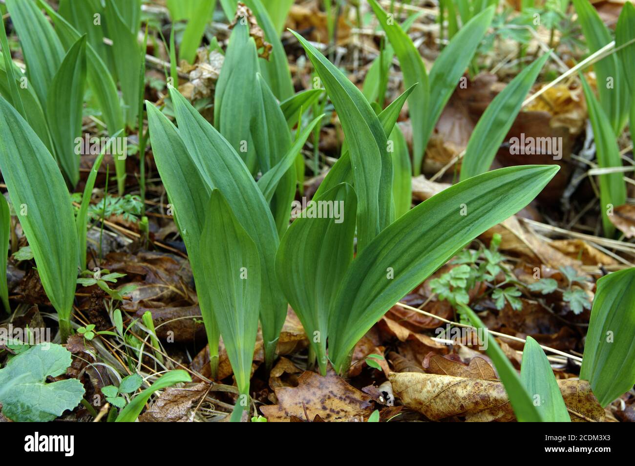 Wild garlic bulbs hi-res stock photography and images - Alamy