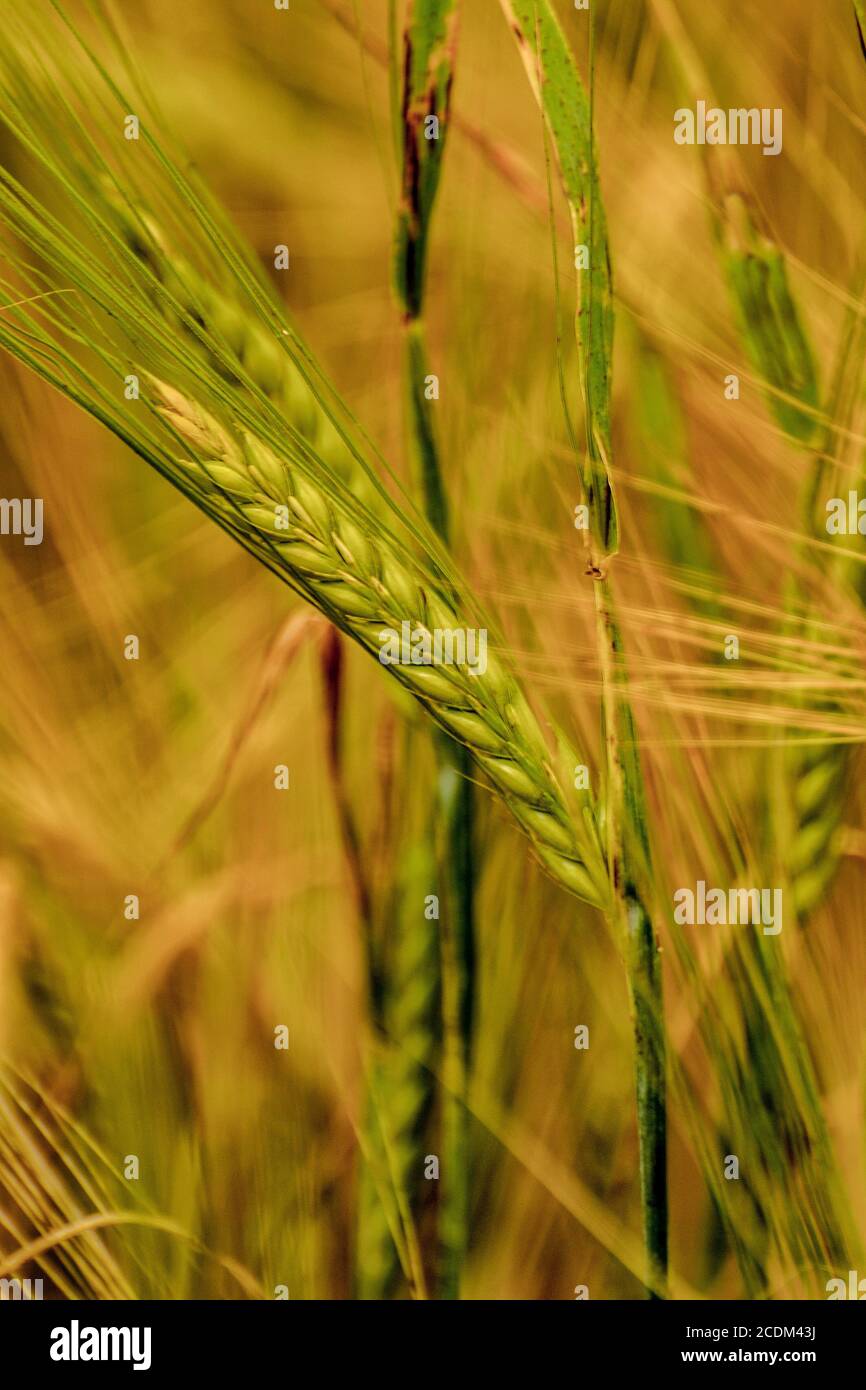 Barley, an important agricultural crop, is one of the oldest cultivated ...