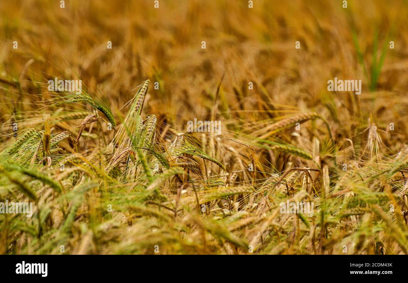 Barley, an important agricultural crop, is one of the oldest cultivated ...