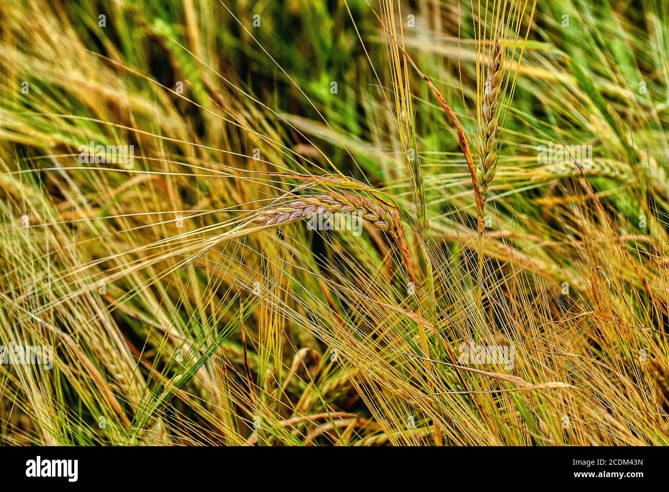 Barley Harvest History High Resolution Stock Photography and Images - Alamy