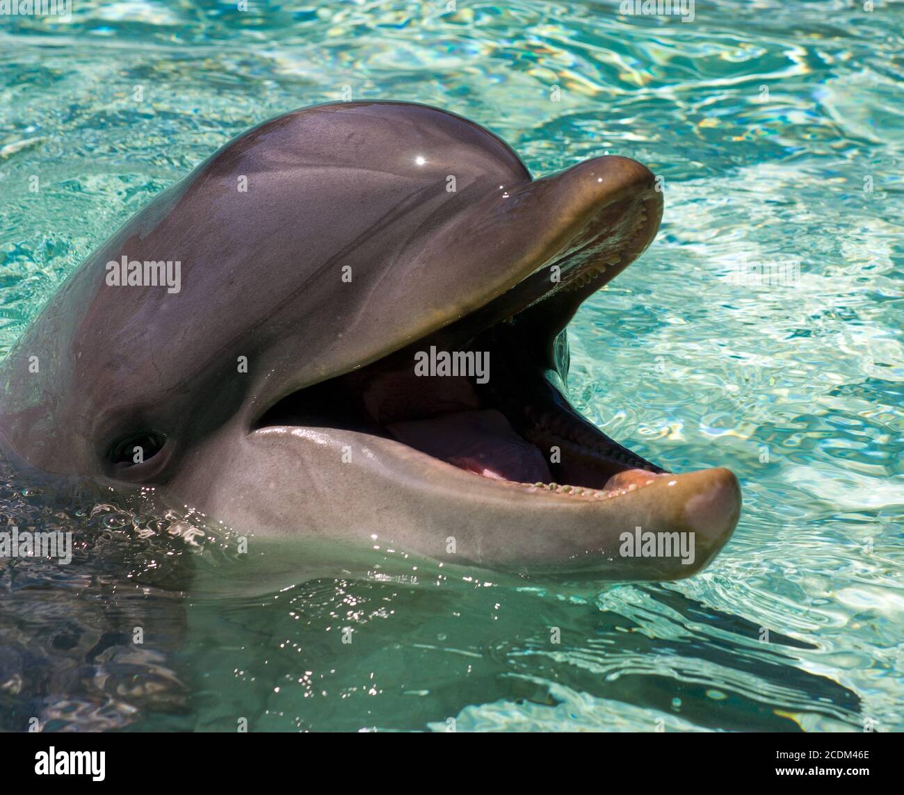 Dolphin couple hi-res stock photography and images - Alamy