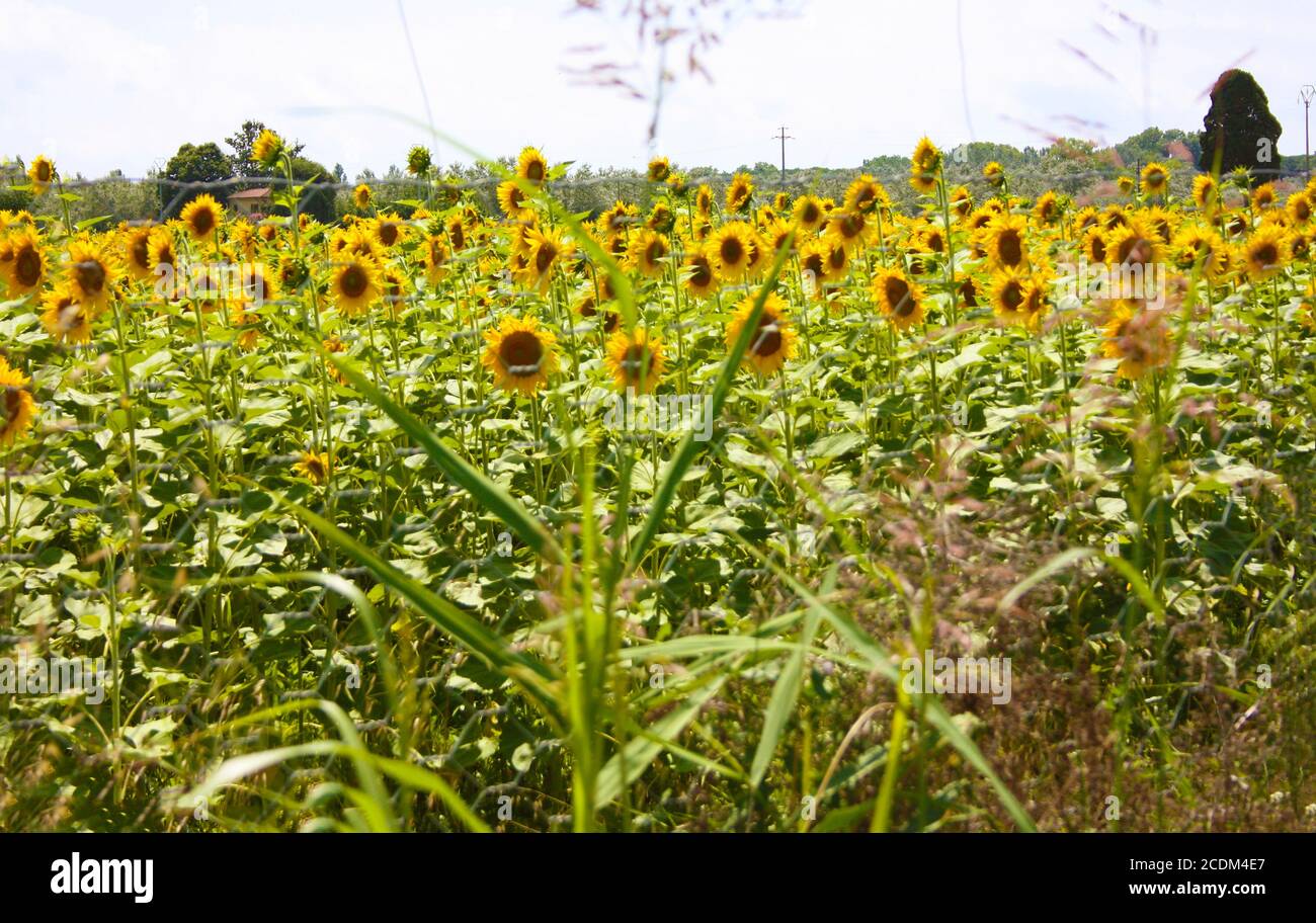 natural flower field of sunflowers plants in tuscany Stock Photo - Alamy