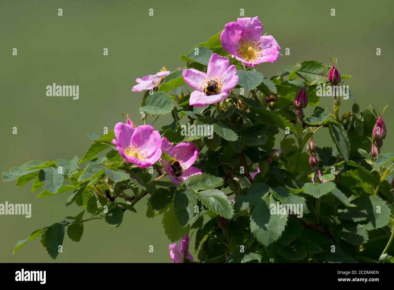 Dog rose flower Stock Photo - Alamy