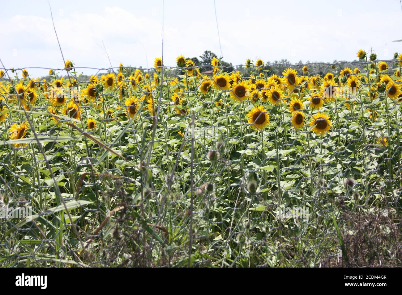 natural flower field of sunflowers plants in tuscany Stock Photo - Alamy