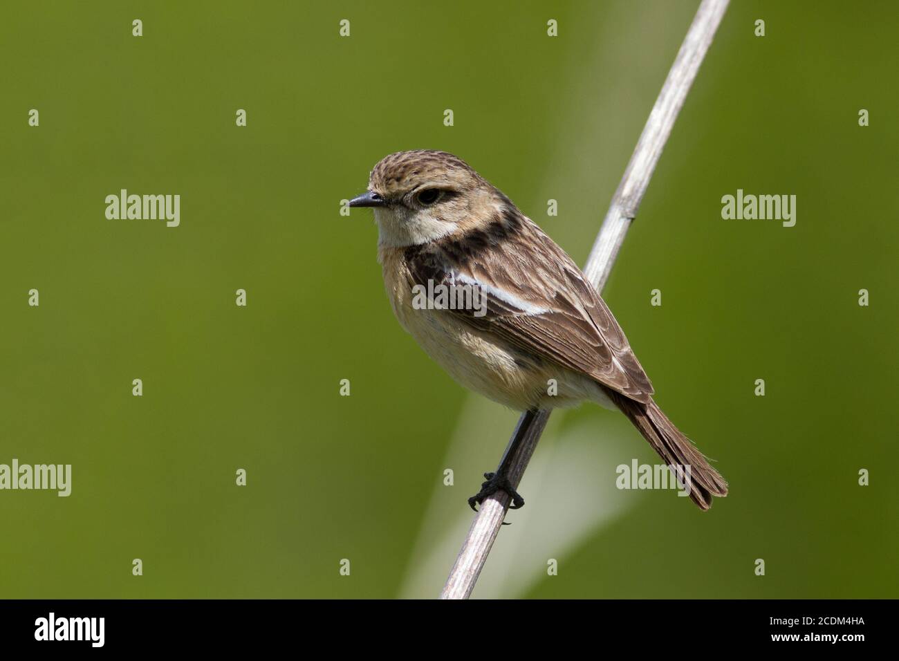 Female stonechat hi-res stock photography and images - Alamy
