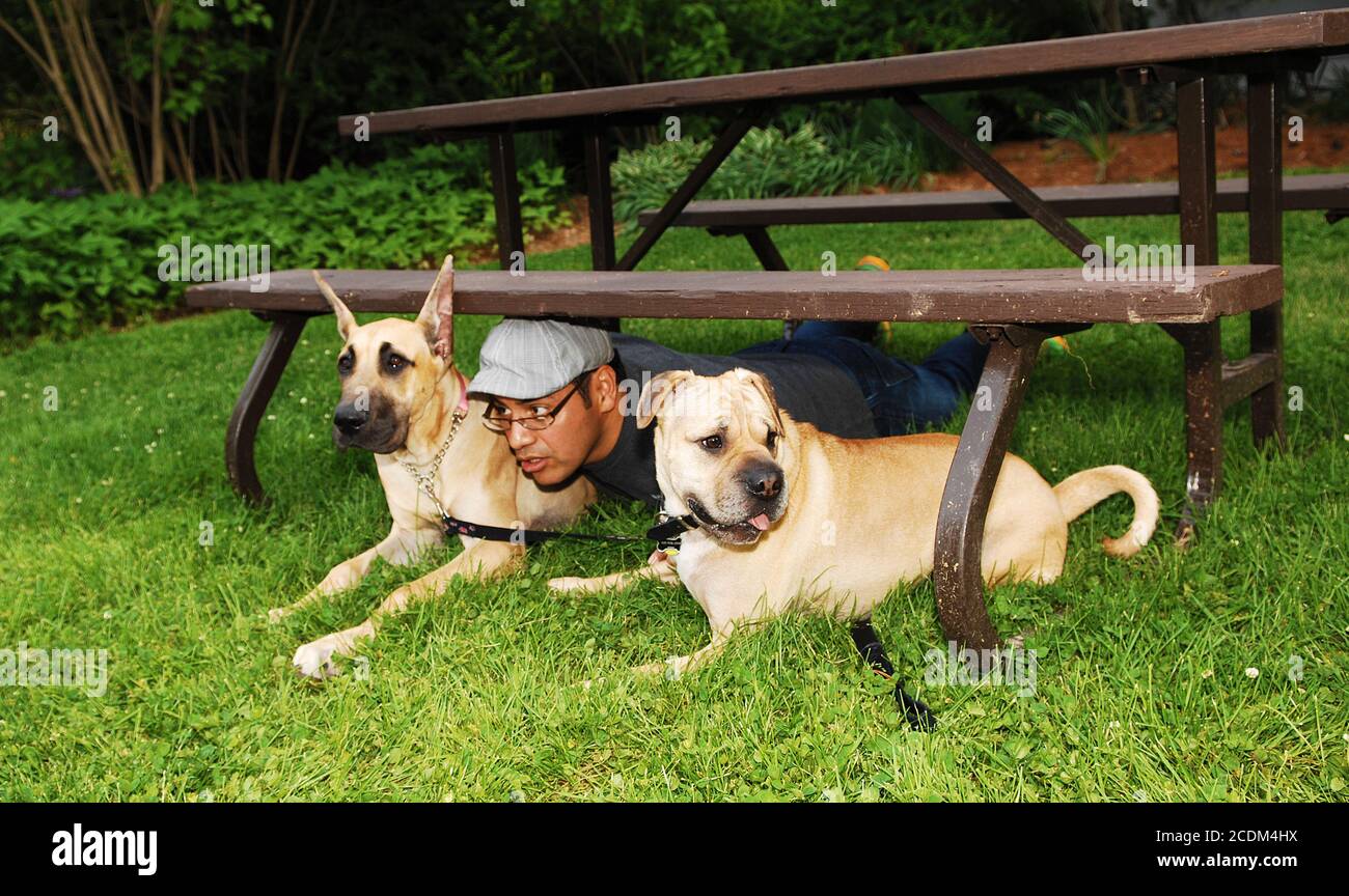 Handsome dogs hi-res stock photography and images - Alamy