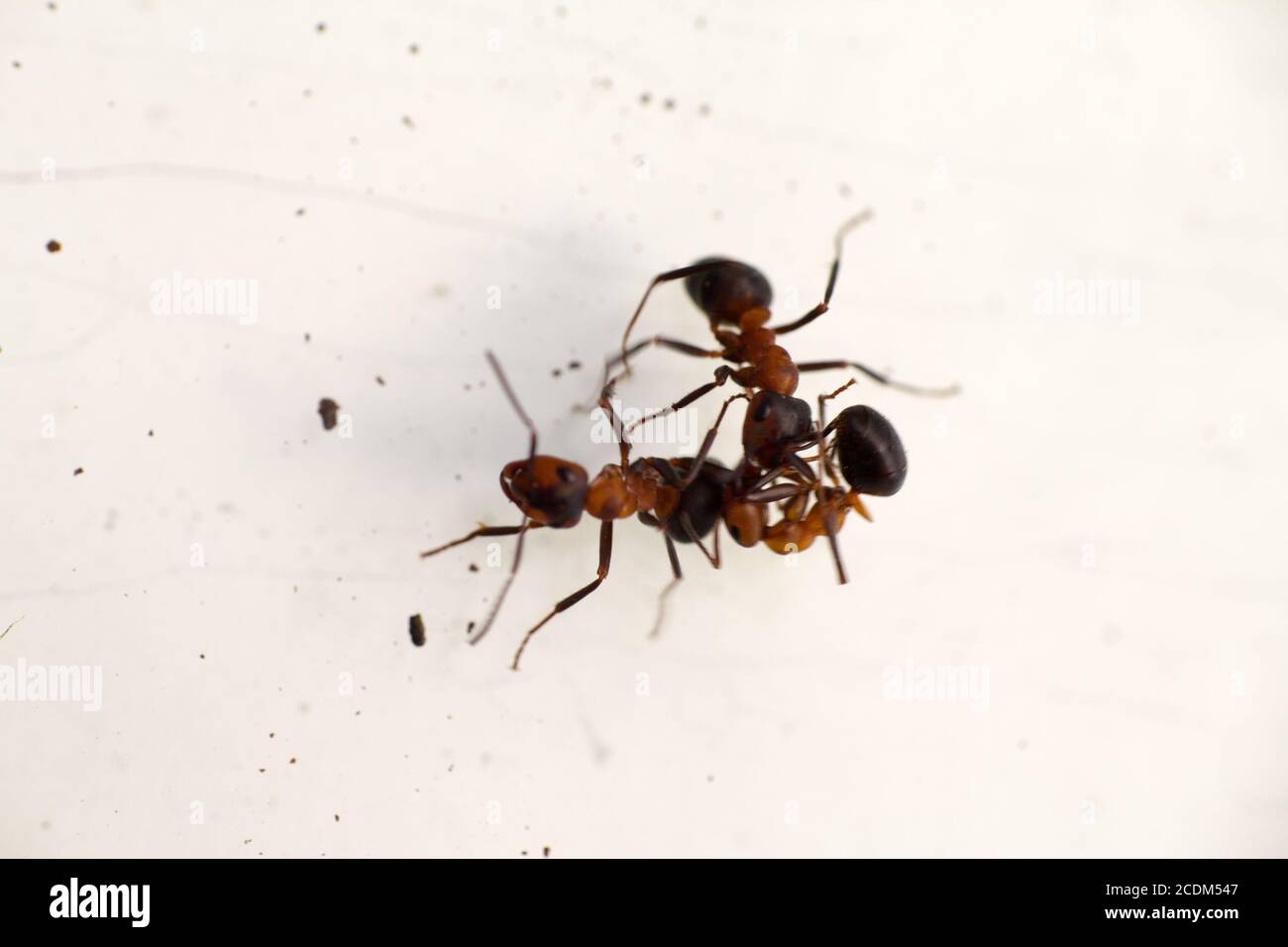 Insect war hi-res stock photography and images - Alamy