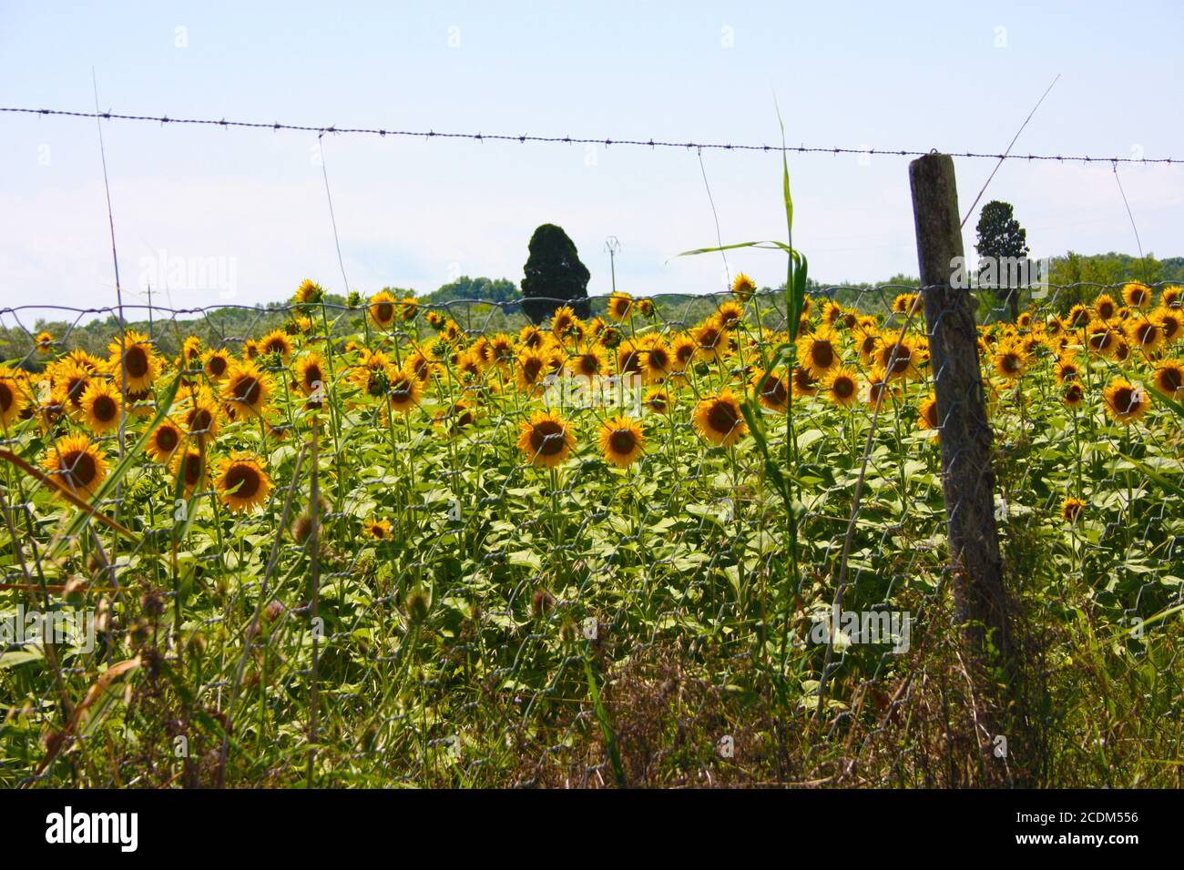 natural flower field of sunflowers plants in tuscany Stock Photo - Alamy