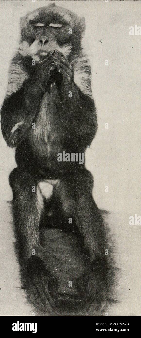 Monkey facts hi-res stock photography and images - Alamy