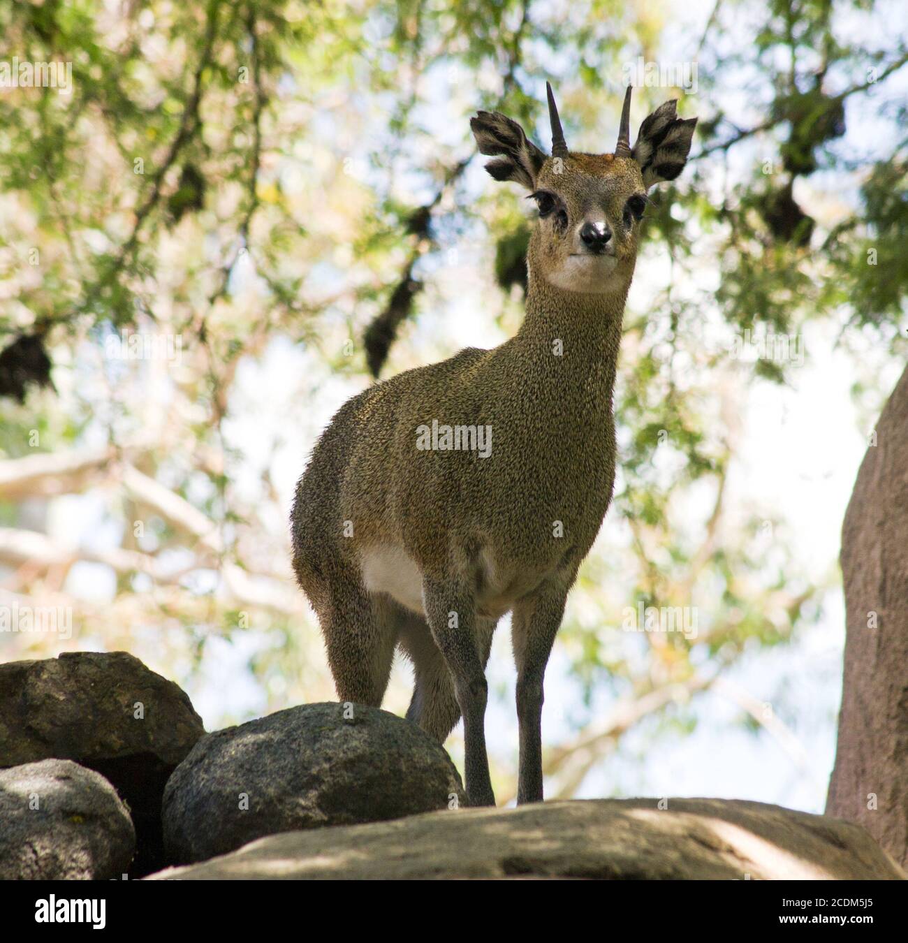 Doe eye hi-res stock photography and images - Alamy