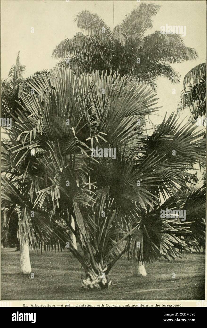 Corypha umbraculifera hi-res stock photography and images - Alamy