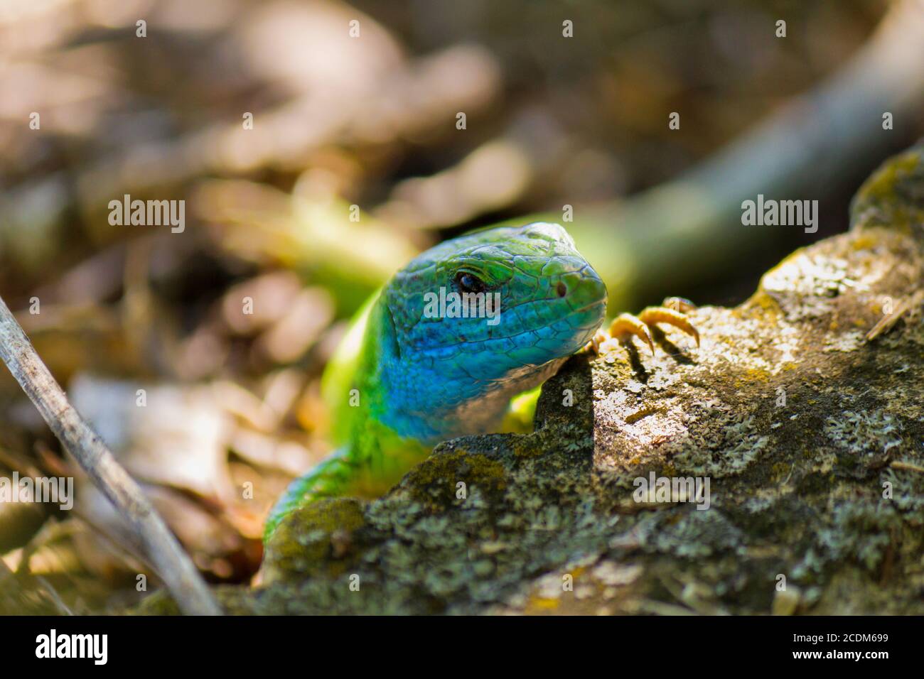 Adaptive radiation hi-res stock photography and images - Alamy