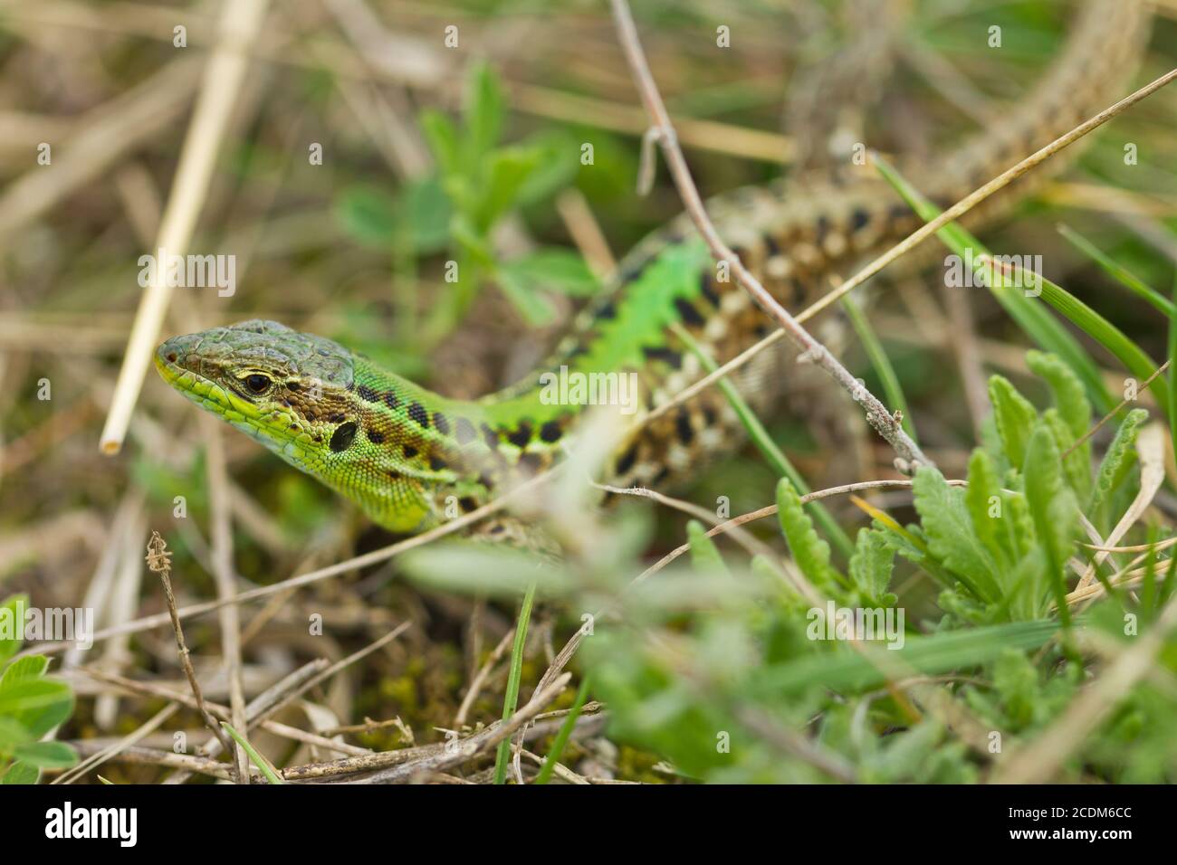 Adaptive radiation hi-res stock photography and images - Alamy