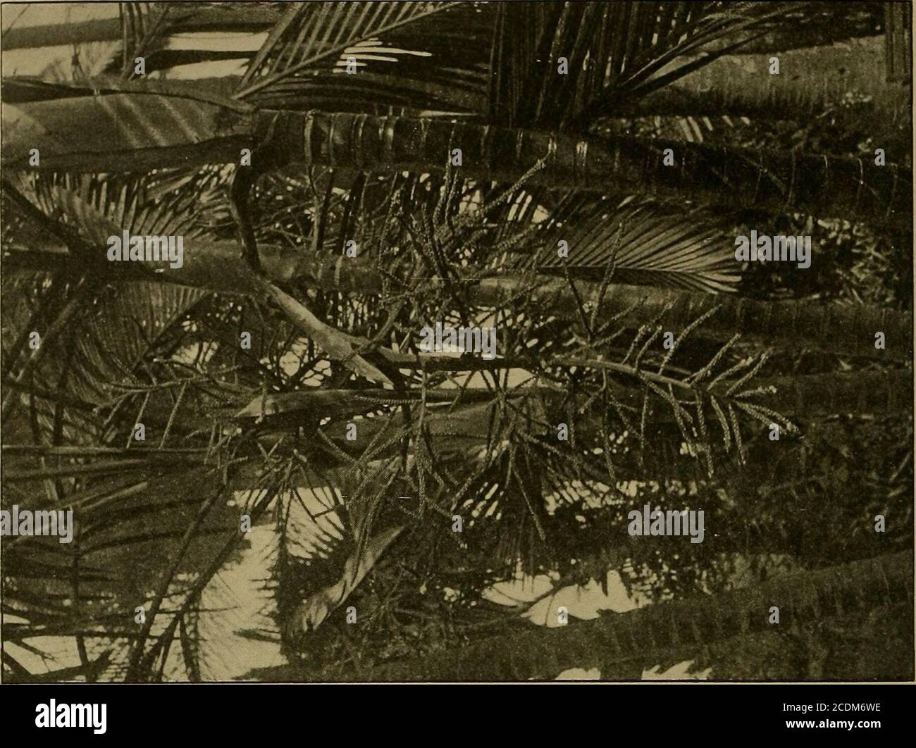 Trilocular hi-res stock photography and images - Alamy