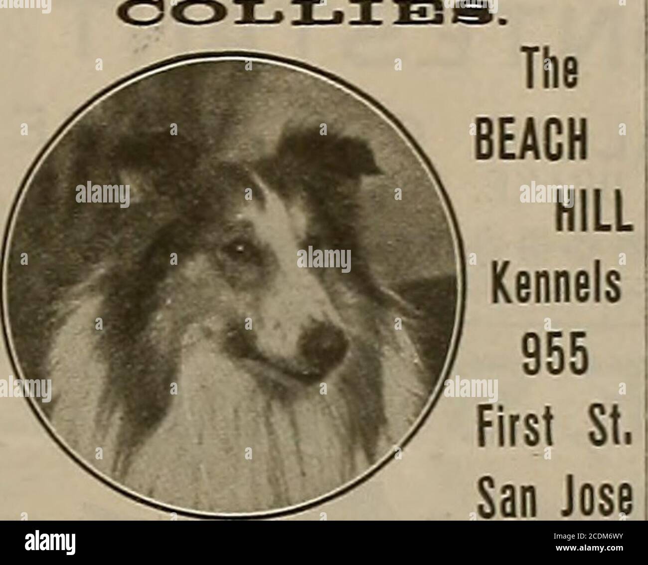 How Do You Know When A Dog Is Colic