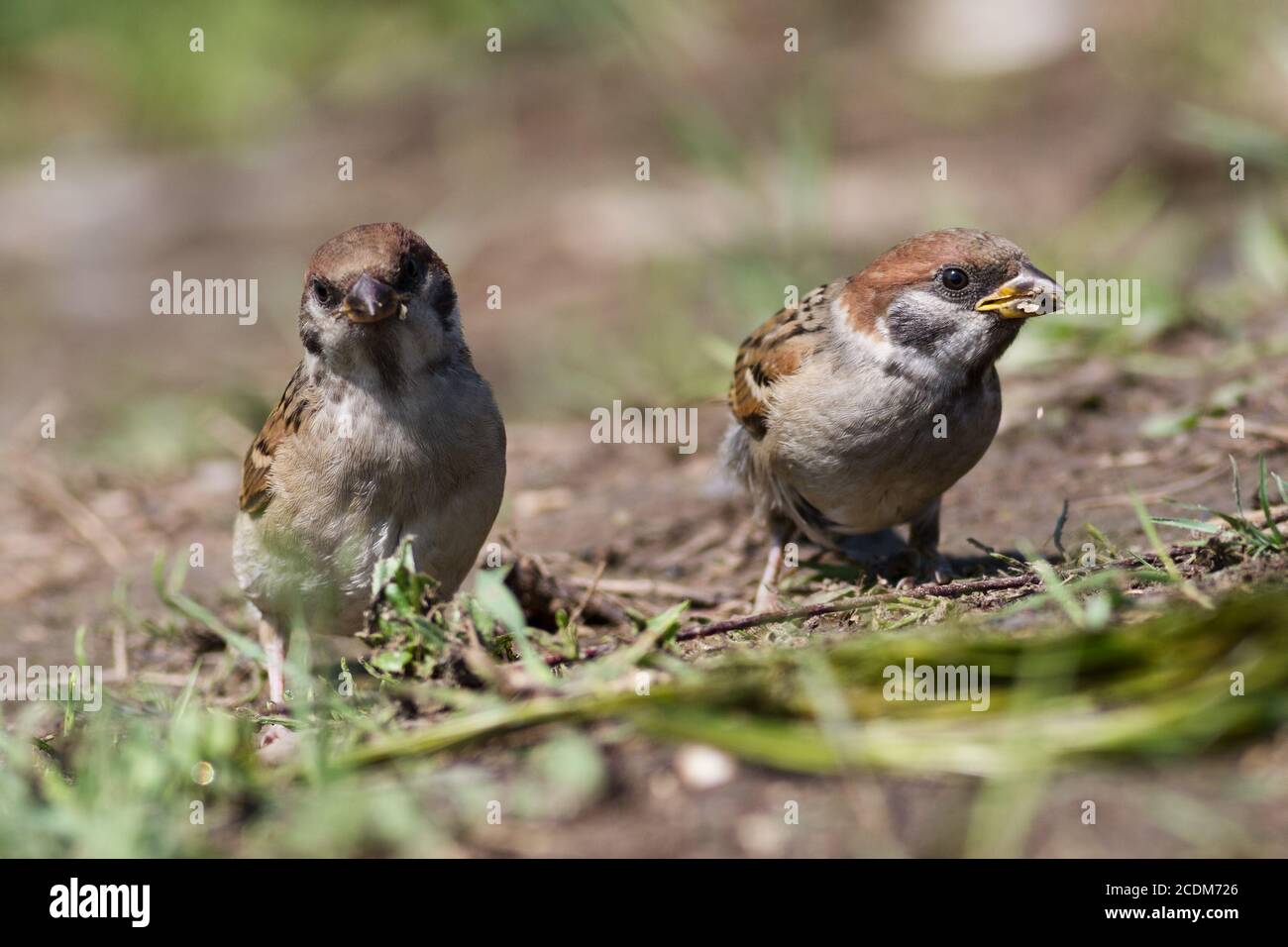 Two sparrow hi-res stock photography and images - Alamy